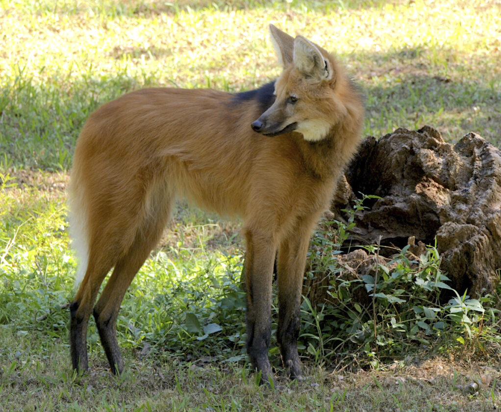 Near-threatened maned wolves have 4 pups; father wolf is from Kansas ...